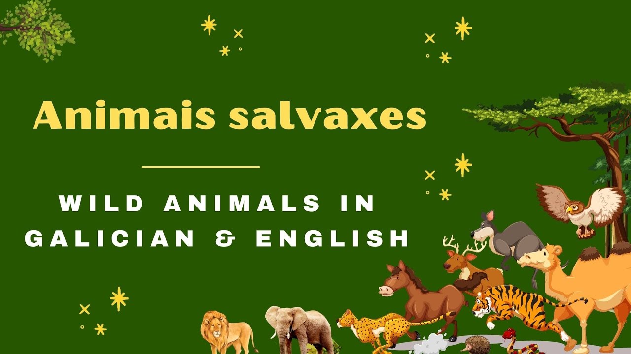 Animais salvaxes - Wild Animals in Galician & English - YouTube