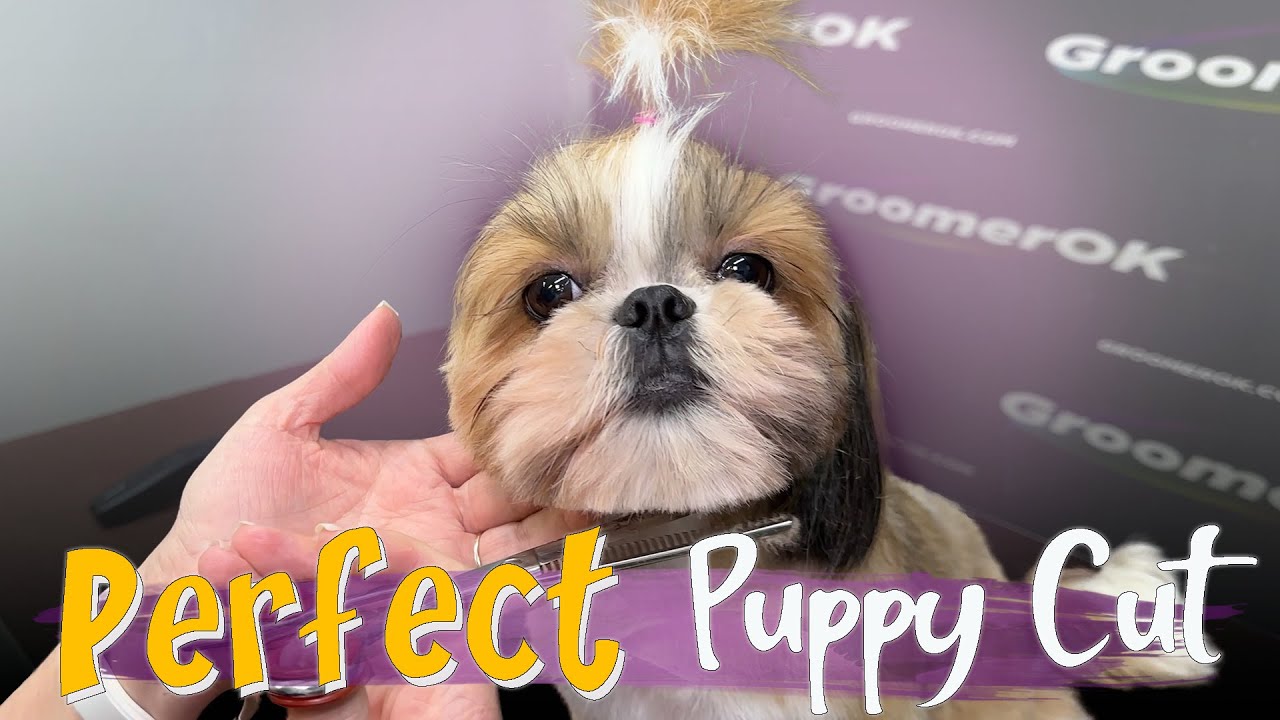 Shih Tzu Puppy Grooming | Step-by-Step Guide for a Perfect Haircut ...