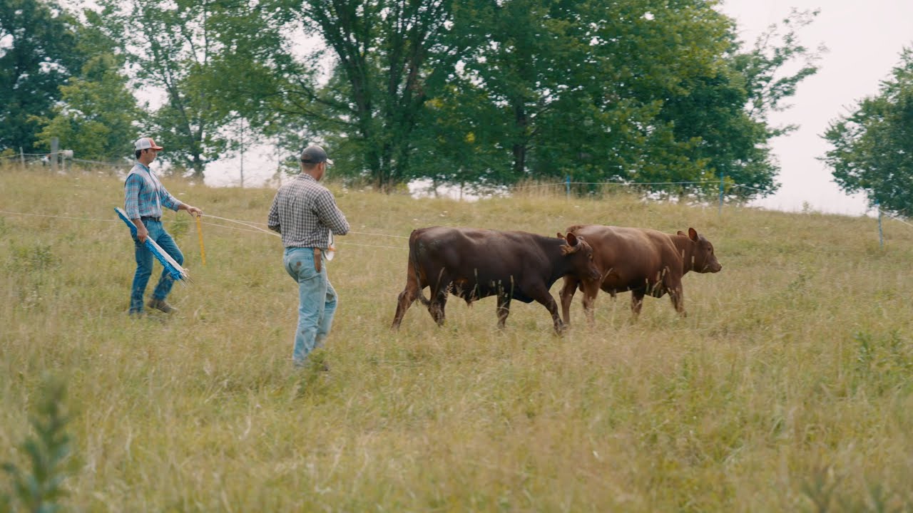 Greg Judy - Cattle Pasture Demonstration Part IV - YouTube