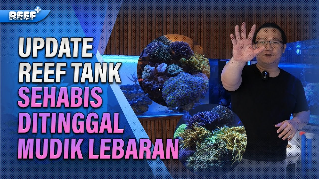 Update Tank 2 Meter Reef Plus : Kondisi Biota Setelah Ditinggal Libur ...