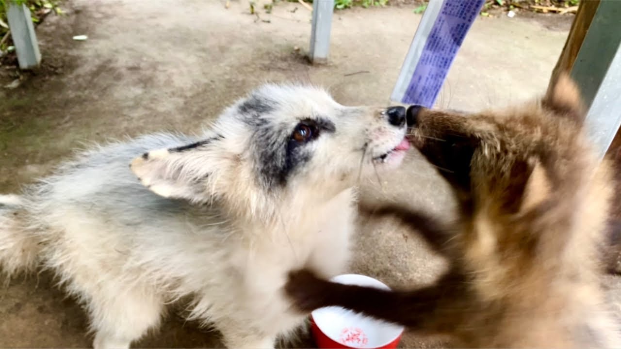 The happy life of the fox and the little bear is just too adorable. 🥰🦊🐻 ...