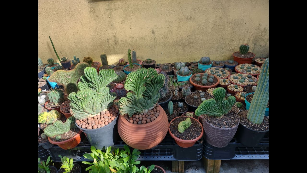 3° parte dos vídeos da minha coleção Cactos raros nesse vídeo. - YouTube