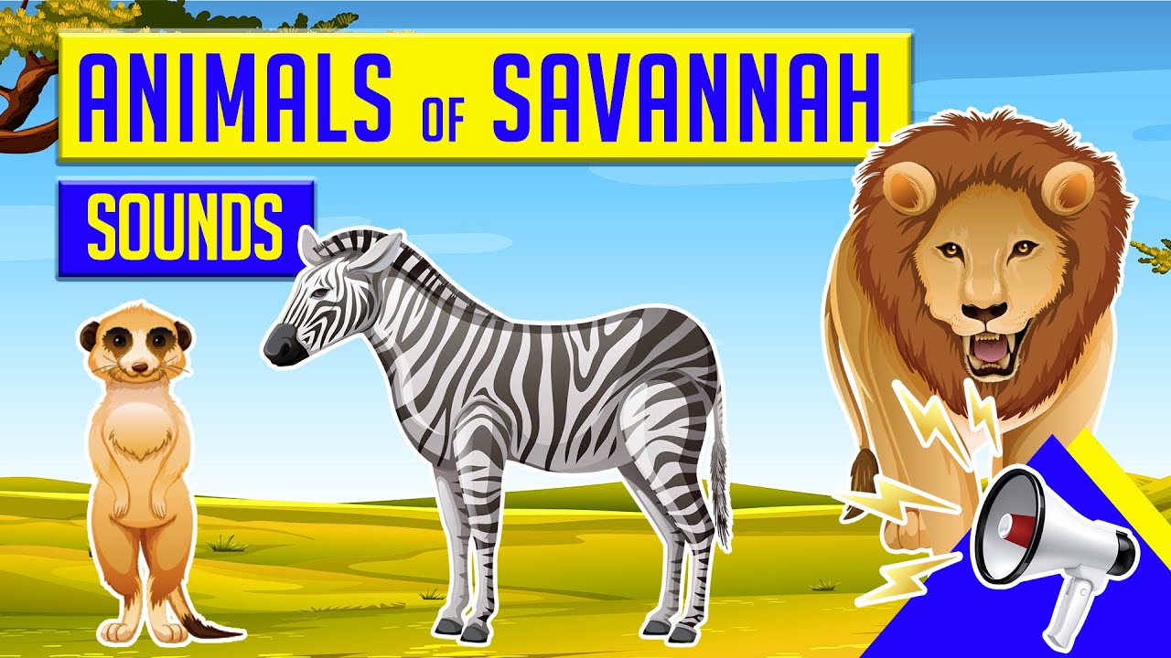 Cognitive Develop: Cartoon Savannah Animal Sounds For Kids - YouTube