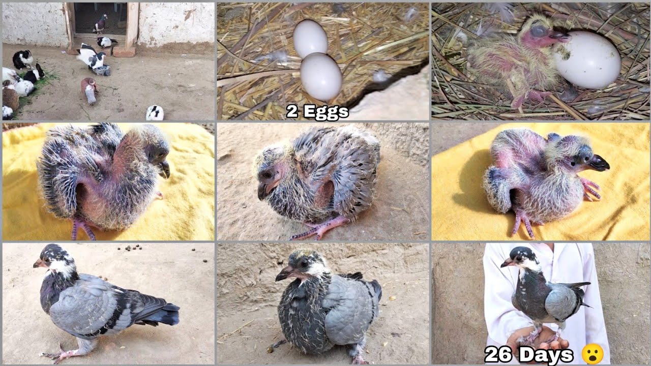 My favourite Pigeon hatching eggs || baby growth one day to 26 day ...