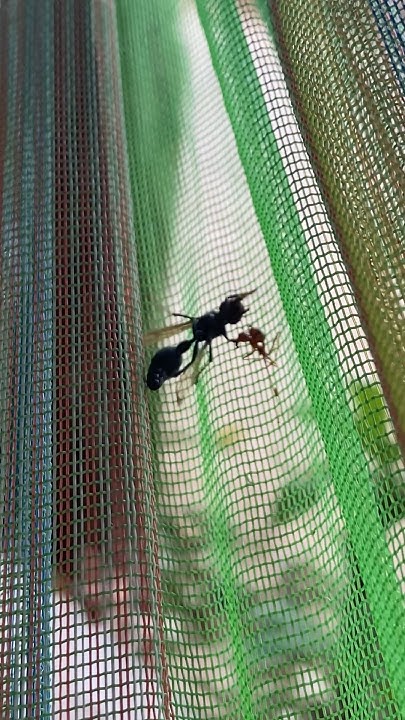 Red ant Vs....Bee - YouTube