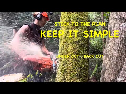 Tree Felling, Stick to the Basics.