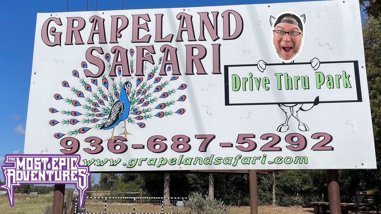 Grapeland Safari - Grapeland, Texas 10-12-2022 #safari - YouTube