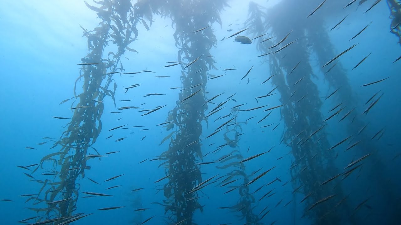 Kelp Forest Scuba Diving at Monastery Beach, Monterey, California ...
