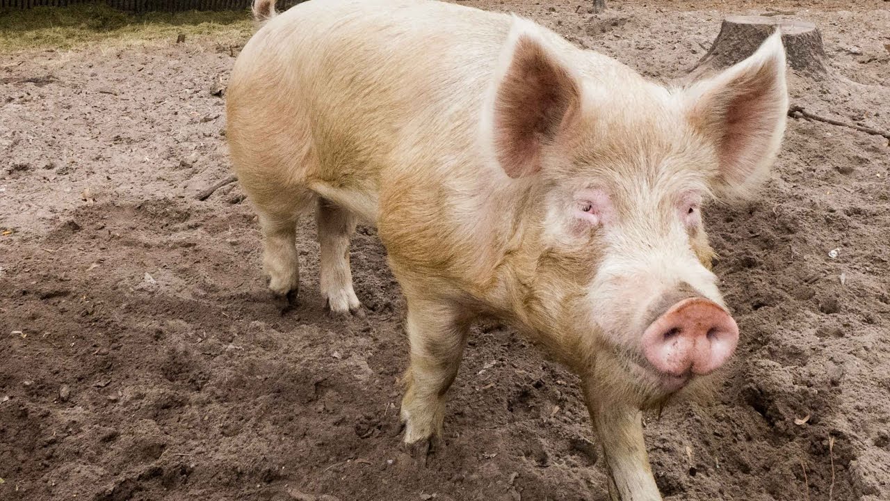A Hog Pen Design That s Easy To Build YouTube a-hog-pen-design-that-s-easy-to-build-youtube