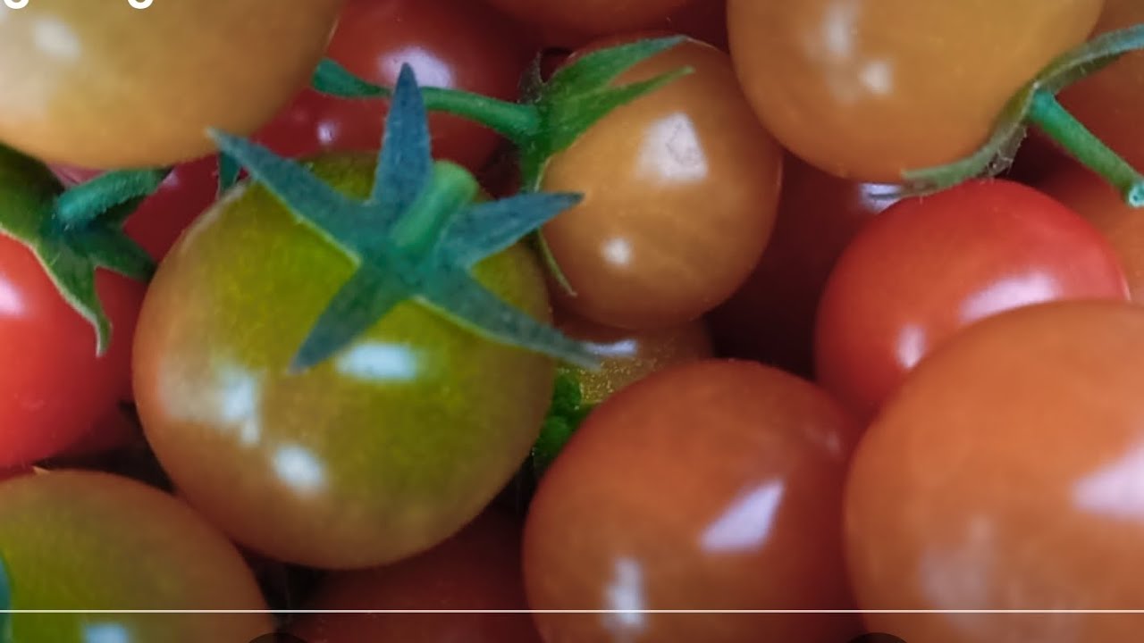 sweet cherries🤗 - YouTube