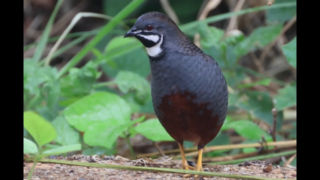 Male King Quail February 2023 - YouTube