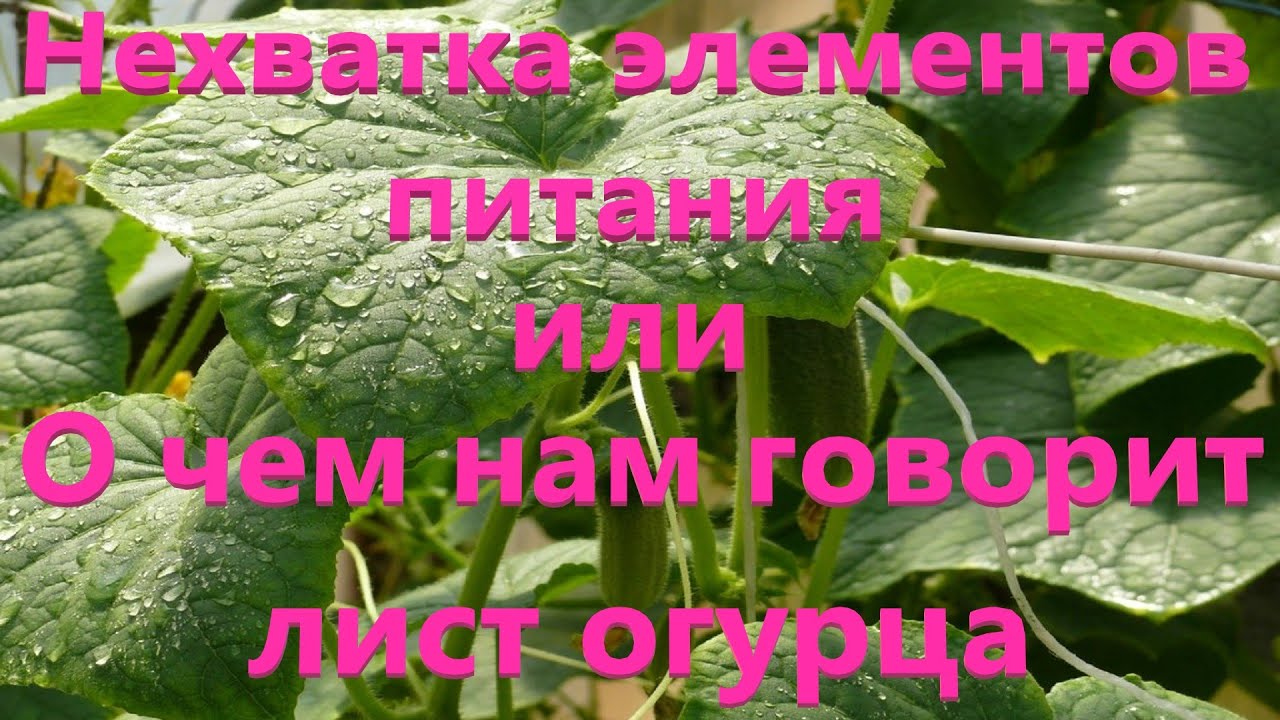 Как определить нехватку элементов по листу Youtube