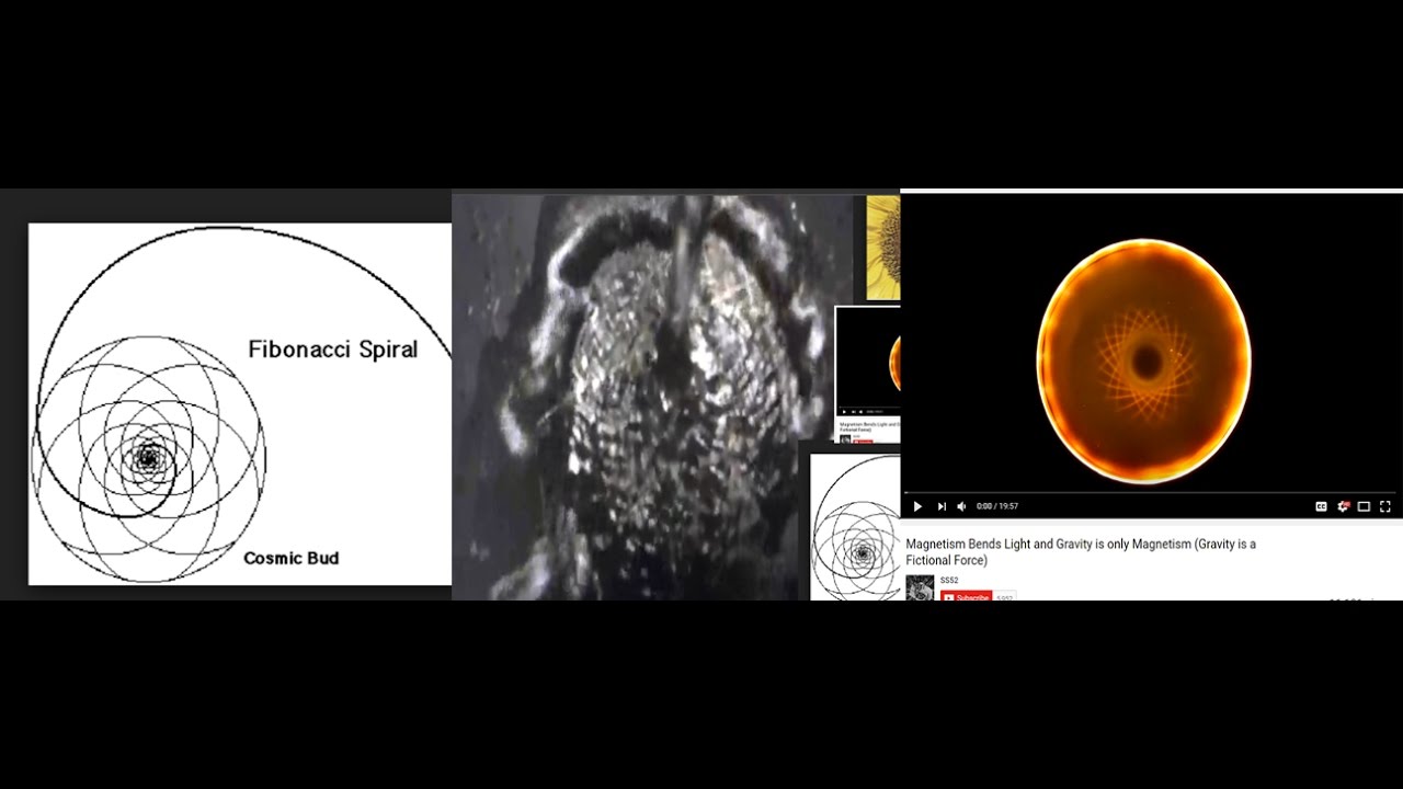 Water Rotates in The Fibonacci Sequence- Same as Magnetism - YouTube