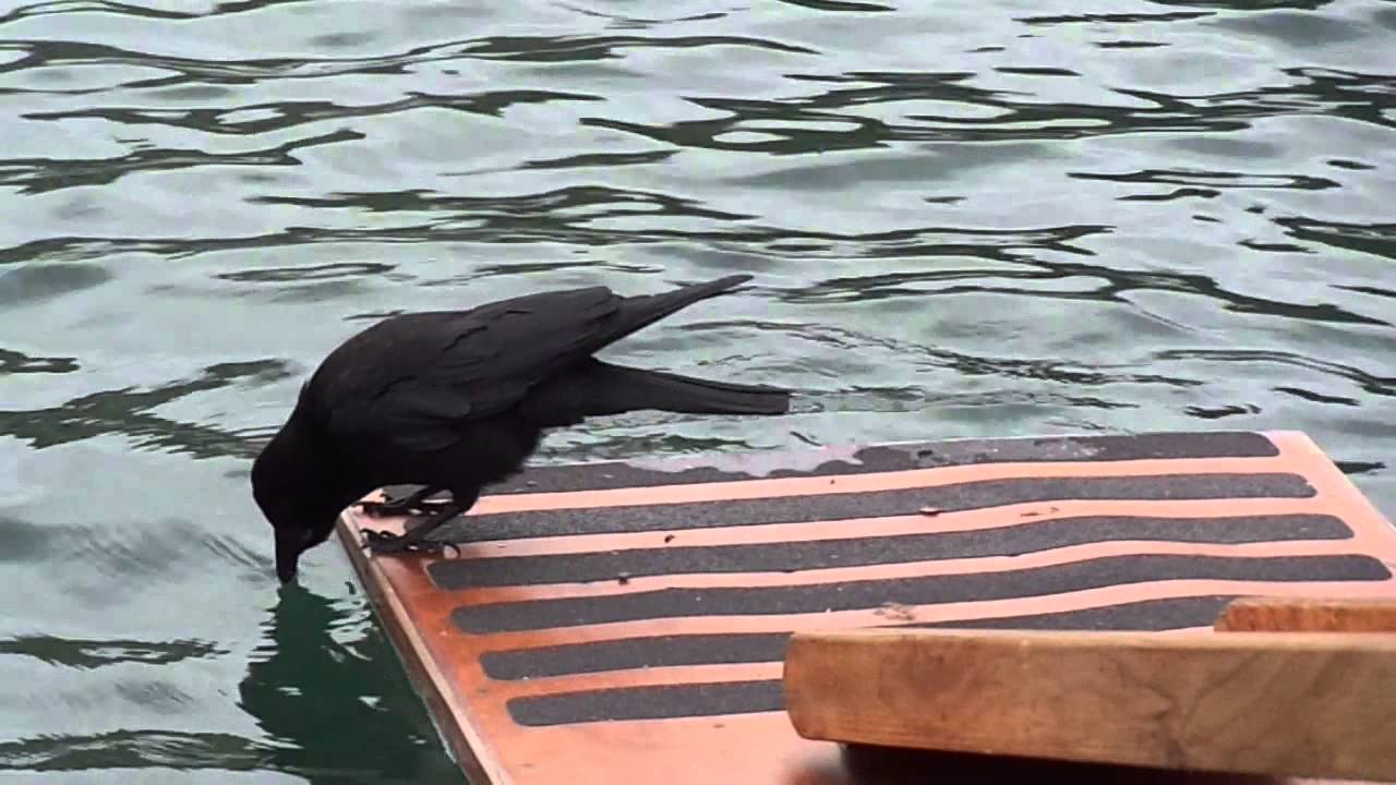 Crow On Fountain Slide - YouTube
