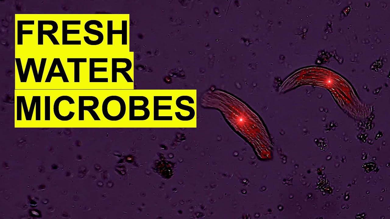 12 Minutes of Fresh Water Microbes Microorganisms - YouTube