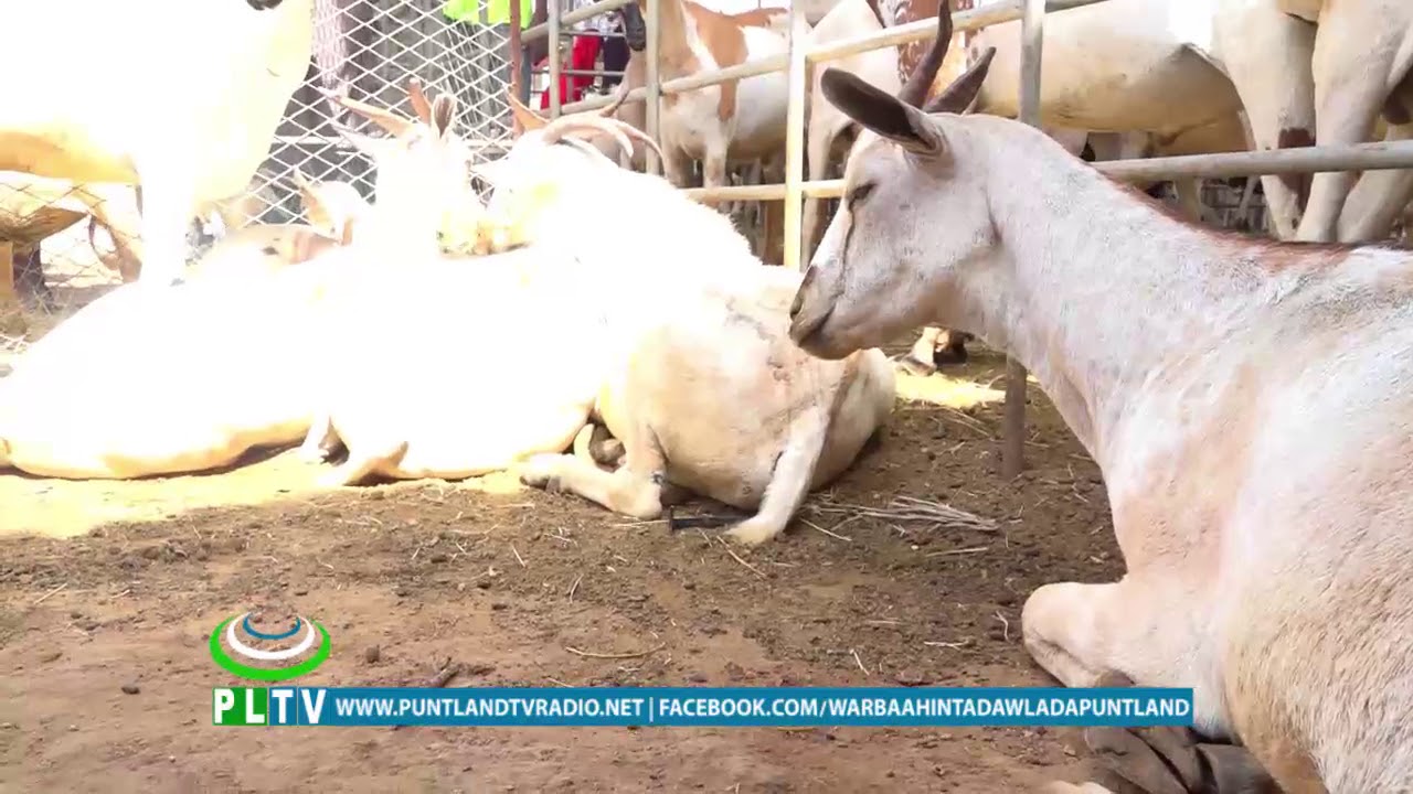 SAYLADA XOOLAHA GAROOWE OO DHAQDHAQAQ LAGA DAREEMAYO - YouTube