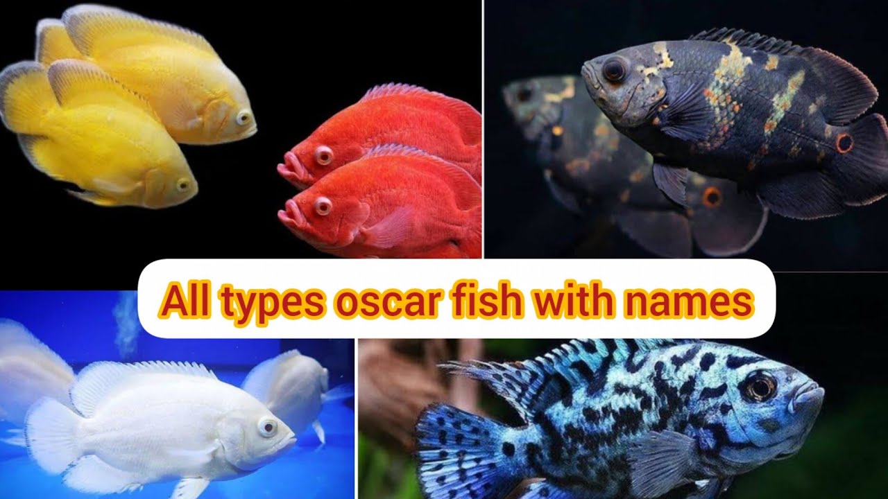 #oscarfish ALL TYPES OSCAR FISH WITH NAMES - YouTube