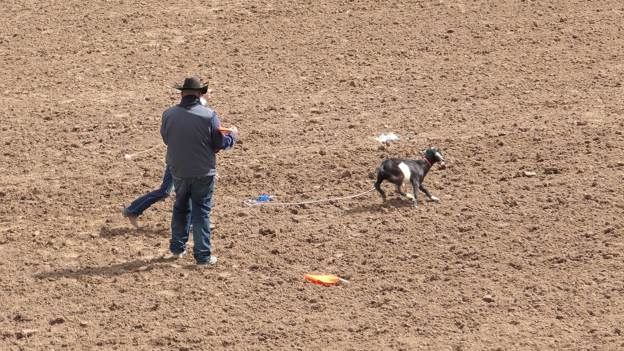 Goat Roping 2 Tucson Rodeo - YouTube
