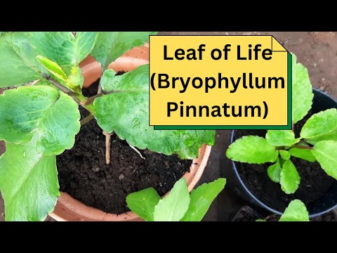 Leaf of Life (Bryophyllum Pinnatum) - YouTube