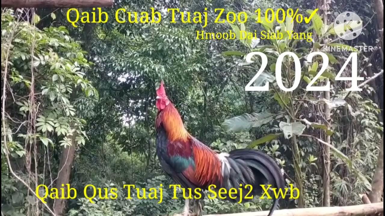 Qaib cuab tuaj zoo heev 100% - YouTube