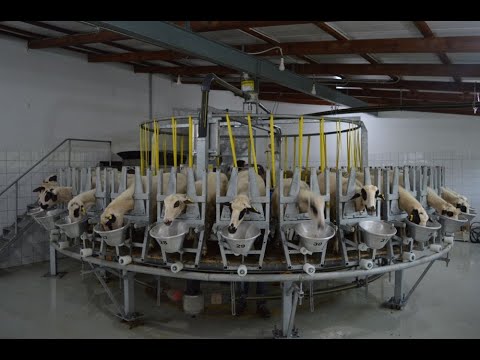 Agromasters - Sheep and Goat Rotary Parlour - YouTube