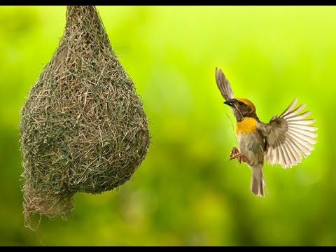 WEAVER BIRDS (01 JULY 2020) - YouTube