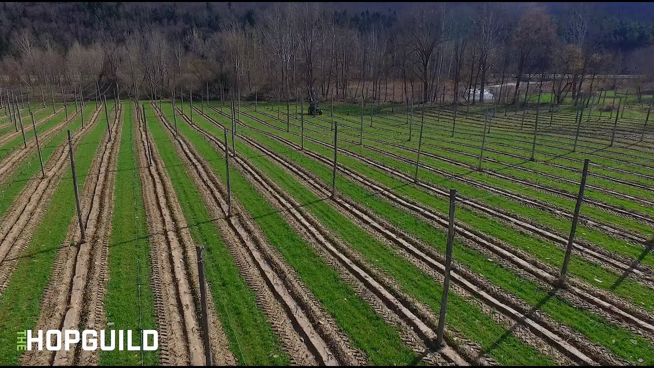 Hop Farming: Pruning, Planting, and Stringing - YouTube