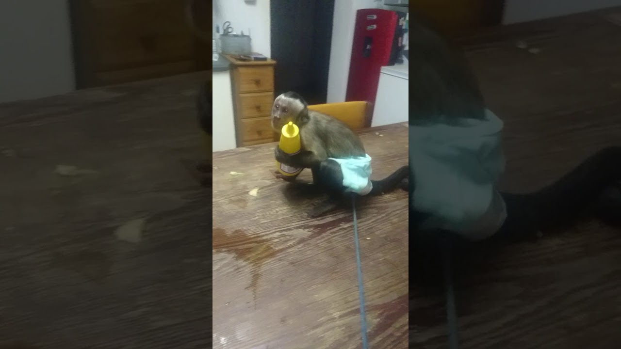 Monkey Noah throws a tantrum - YouTube