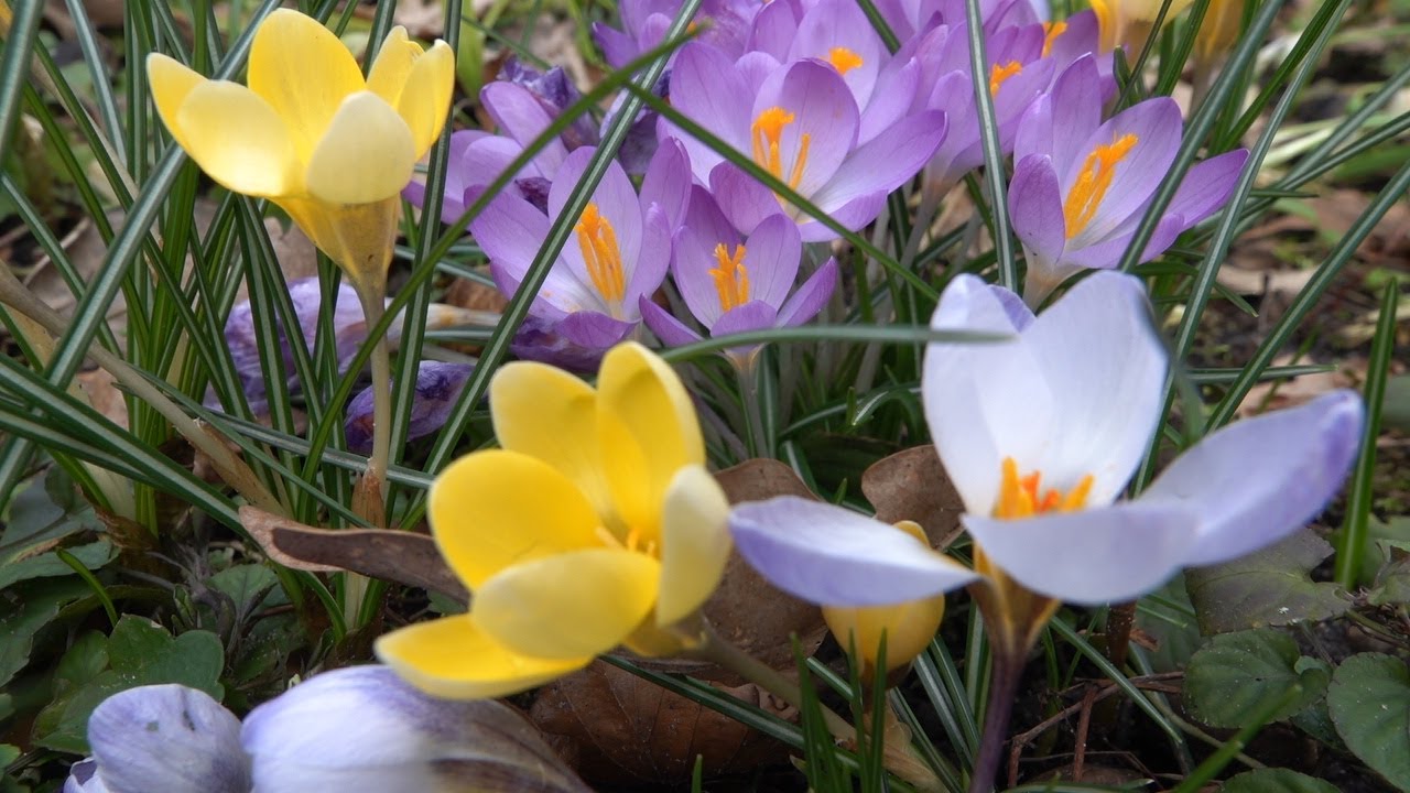 Snowdrops and Crocuses - YouTube