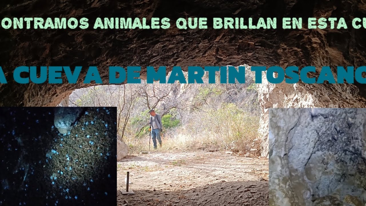EN ESTA CUEVA ENCONTRAMOS ANIMALES QUE BRILLAN. LA CUEVA DE MARTIN ...