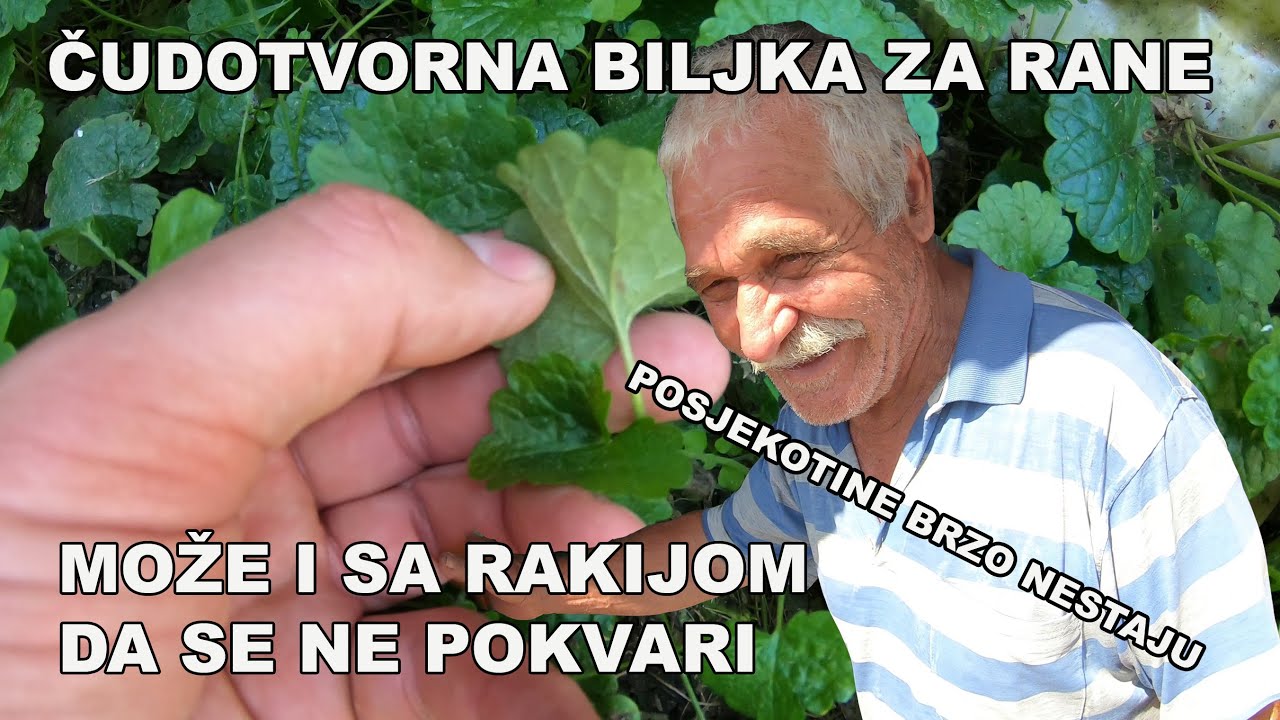 BILJKA ZA RANE I POSJEKOTINE - DOBRIČICA - brzo zacjeljivanje - YouTube