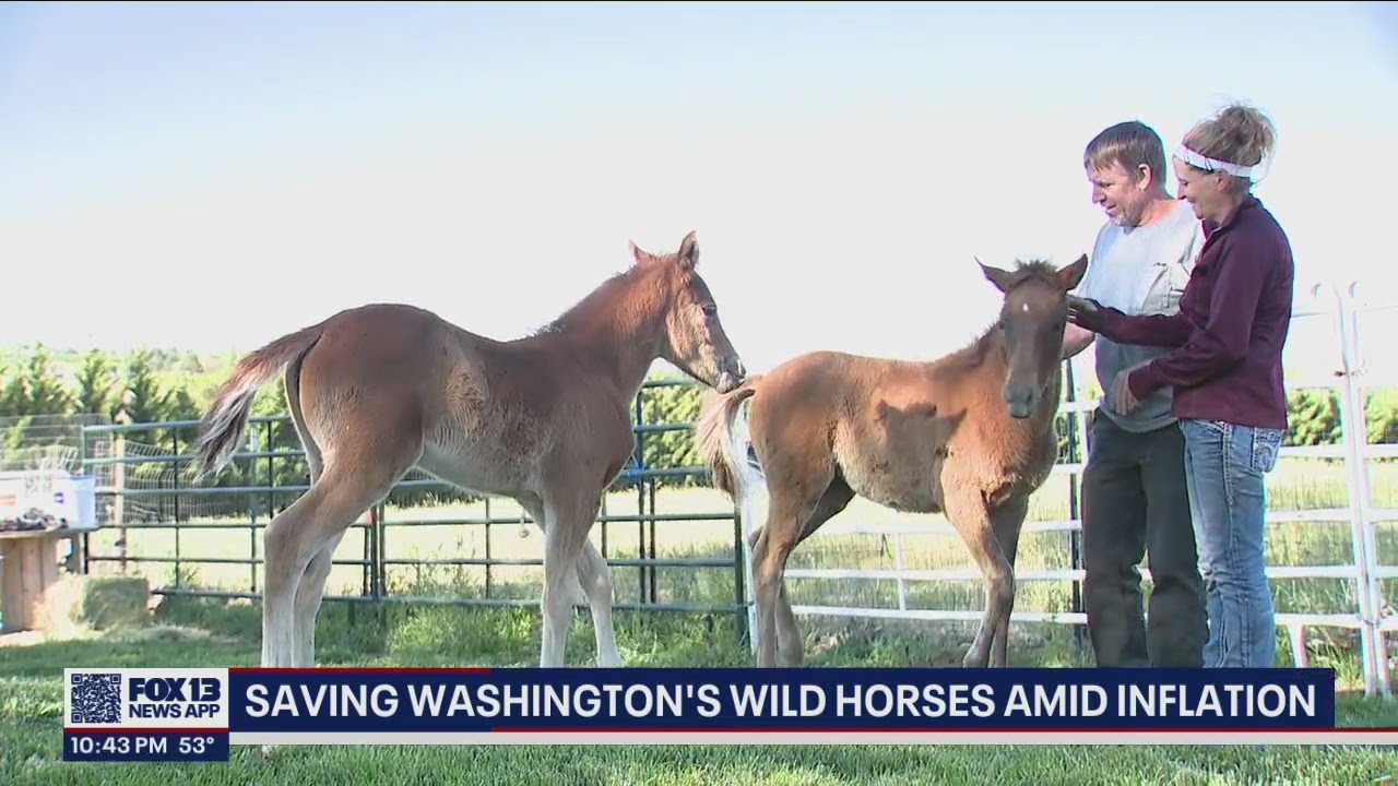 Saving Washington's wild horses amid inflation | FOX 13 Seattle - YouTube