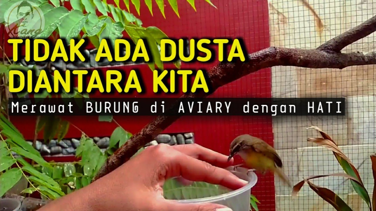 Slow motion KEHIDUPAN NYATA BURUNG CIKRAK BAMBU DI AVIARY MINI SUPER ...