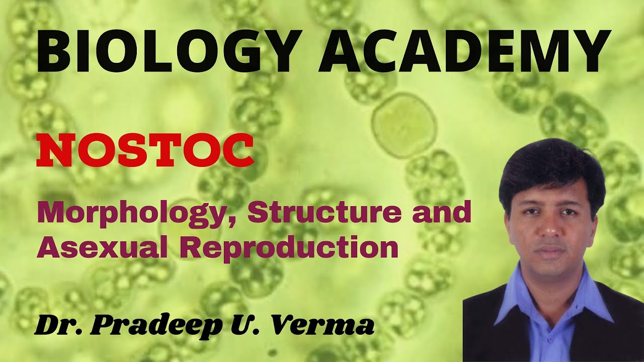 Nostoc:- Occurrence, Morphology, Structure and Reproduction [All in 1 ...