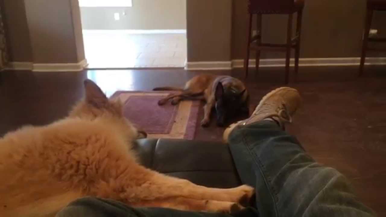 Balanced Dogs Calming A Neurotic Dog - The Calm K9 Dog Training - YouTube