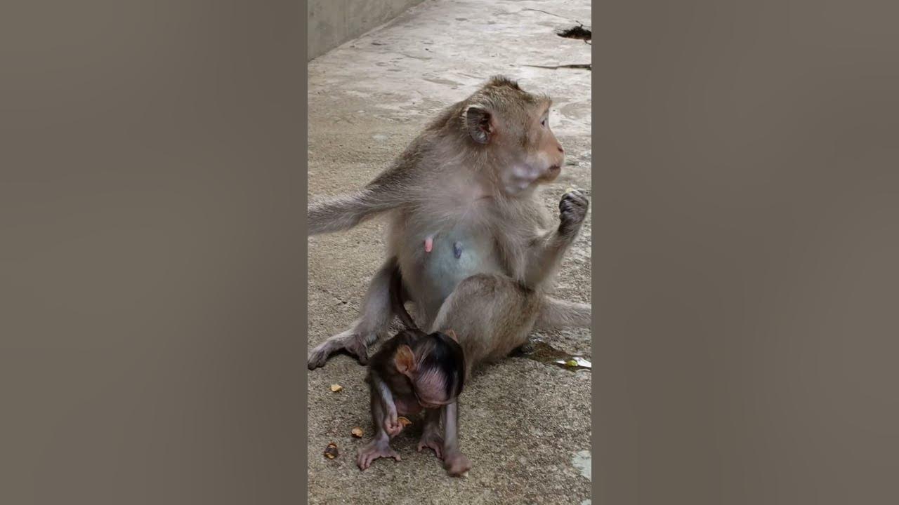 Mommy monkey 🐒 eiylan - YouTube