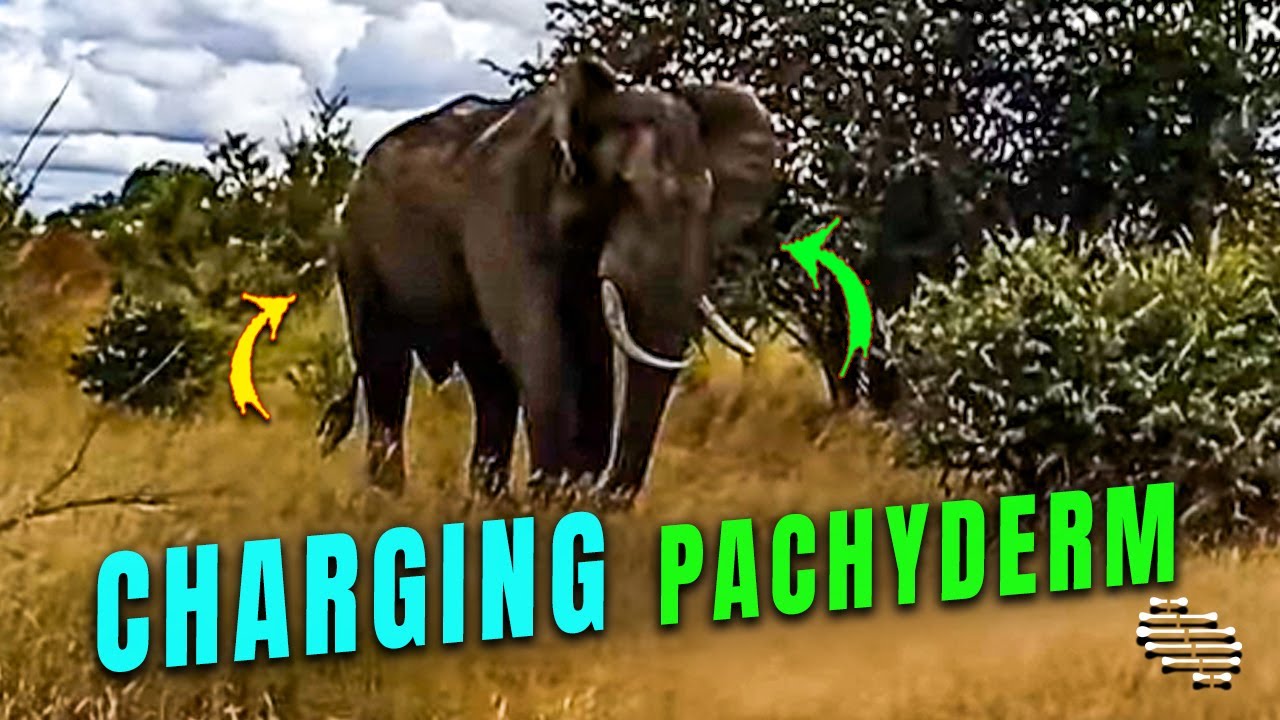Elephant Bull Charge a Car as It Moves Away - YouTube