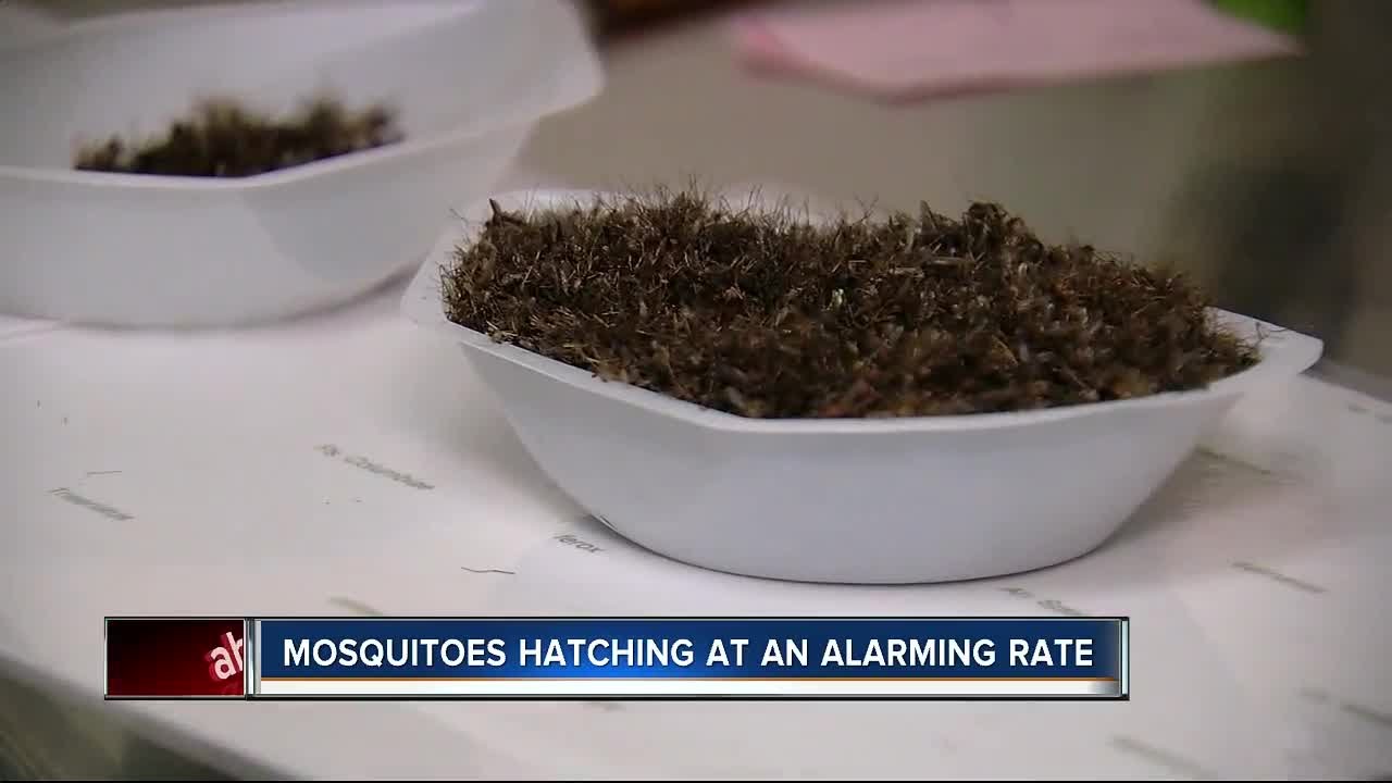 Polk monitoring explosion of mosquito population across county - YouTube