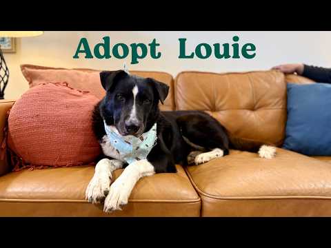 Louie | ruhig, selbstsicher, unkompliziert