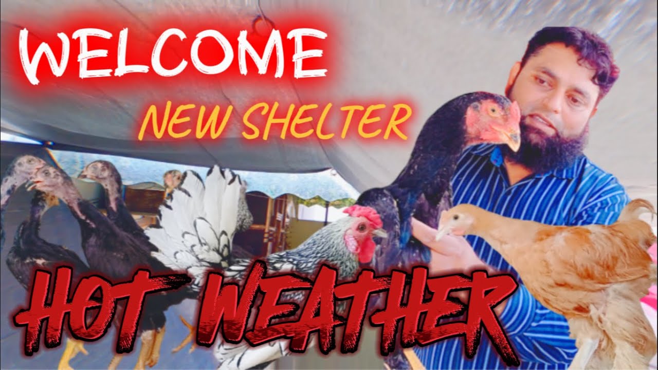 Welcome After 120 Days | New Shelter For Protection From Heat Stroke ...