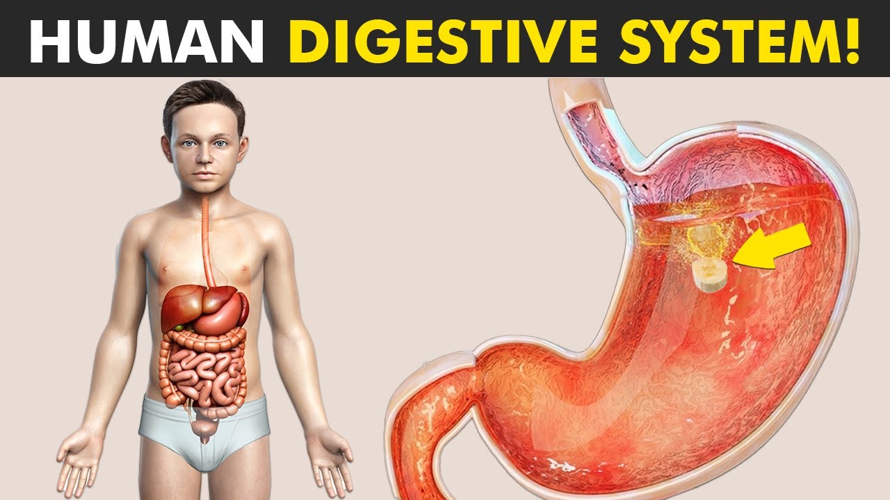 The Human Digestive System How Digestive System Works YouTube the-human-digestive-system-how-digestive-system-works-youtube