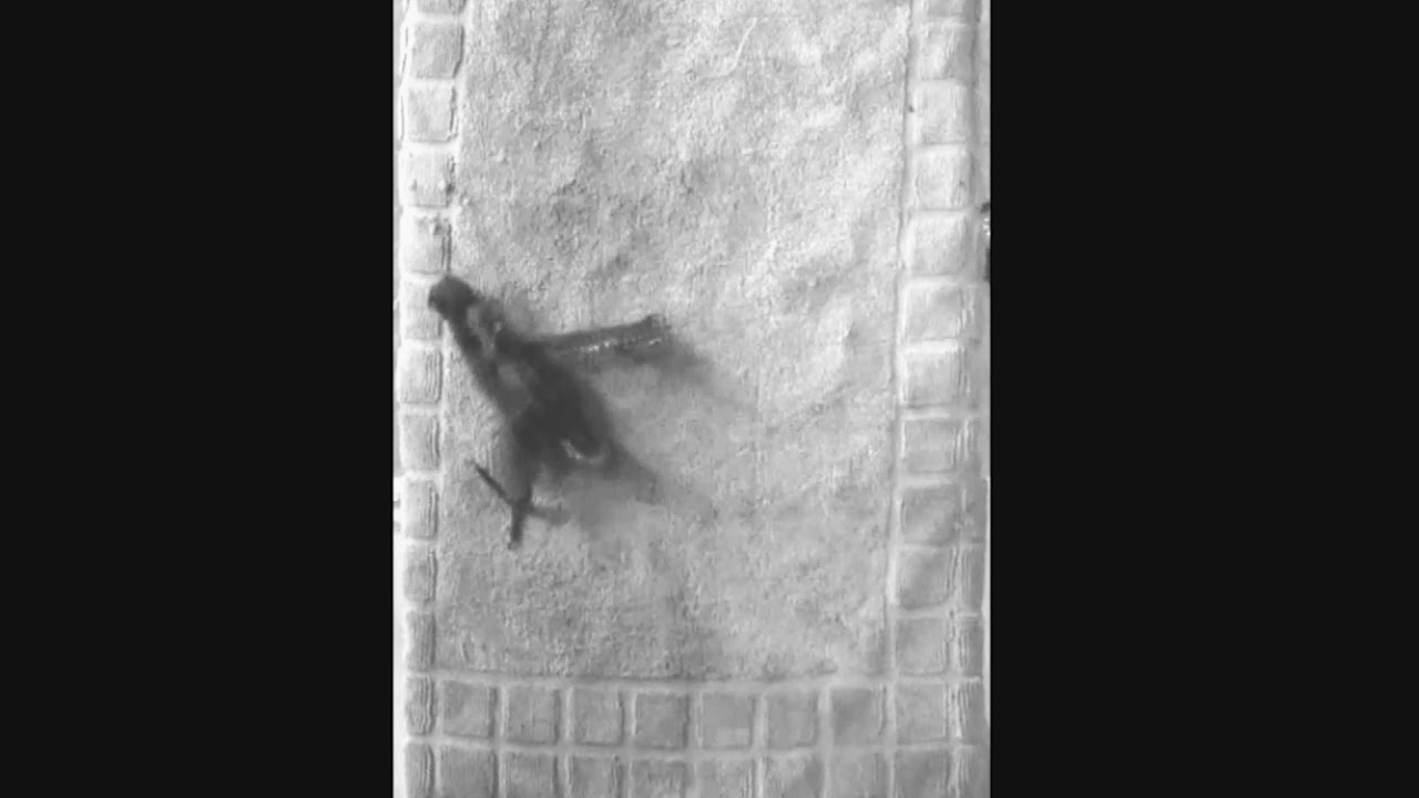 Snippet: Baby hoatzin bird climbs with wing claws - YouTube