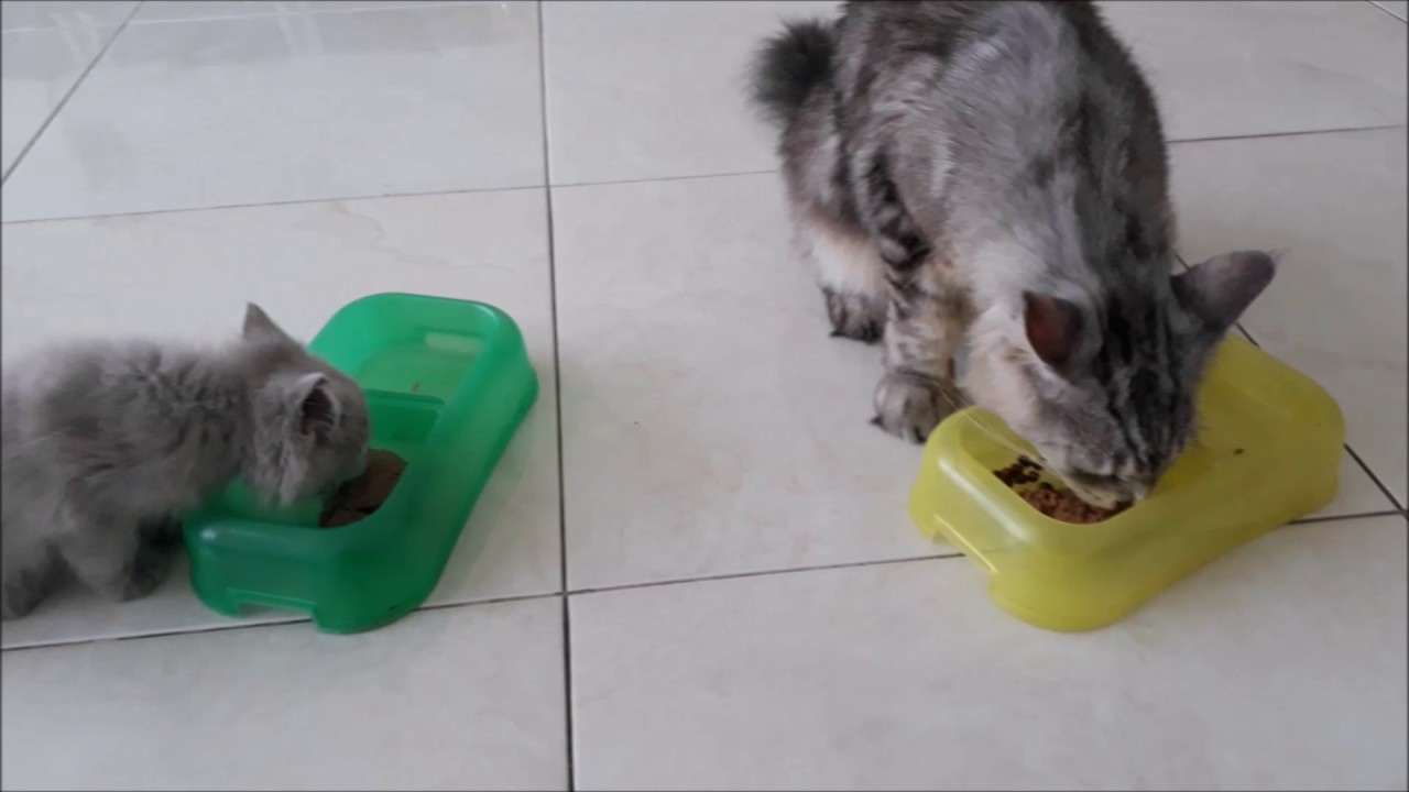 Pentingnya Untuk Memberikan Makanan Basah Untuk Kucing - YouTube