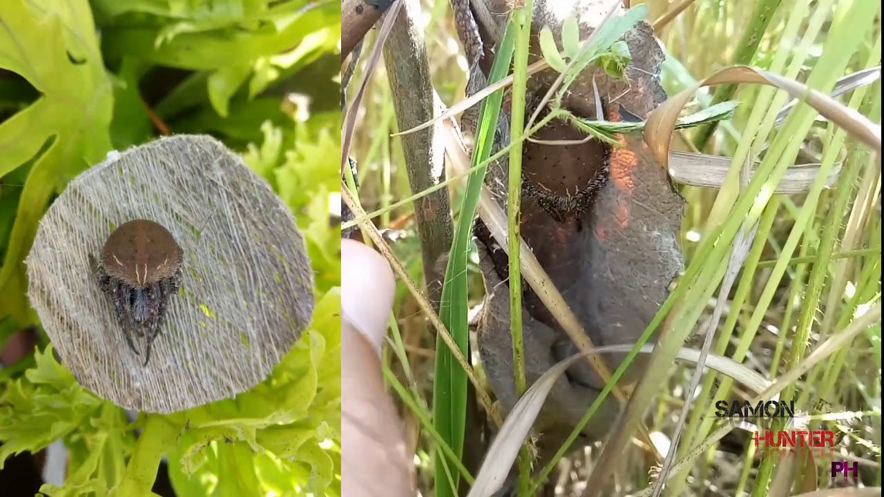 SAMON HUNT!(RARE SAMON!😮 NA PUNO ANG LAGAYAN😱) - YouTube