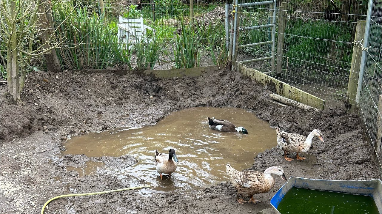Splashing around in the duck run - YouTube