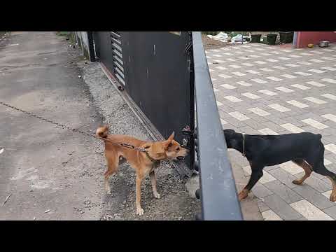 Indian Pariah vs Doberman fight face off