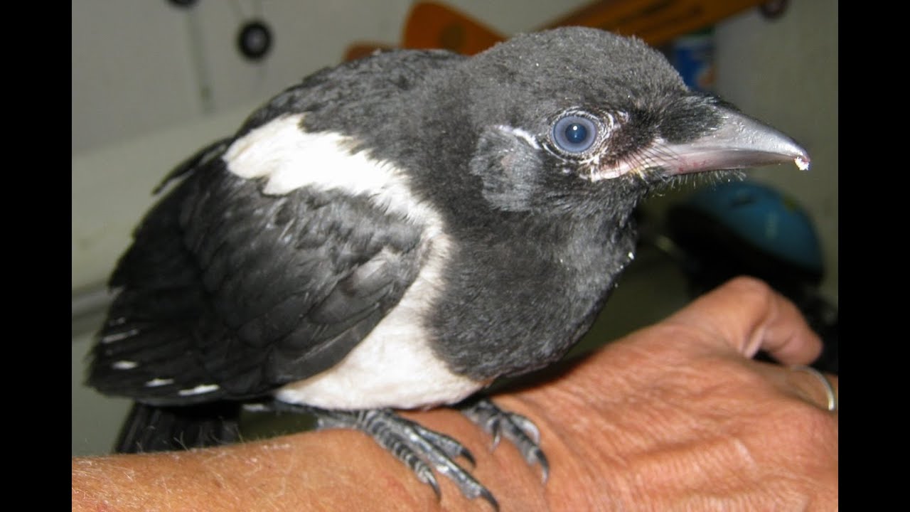The hand fed baby magpie - YouTube