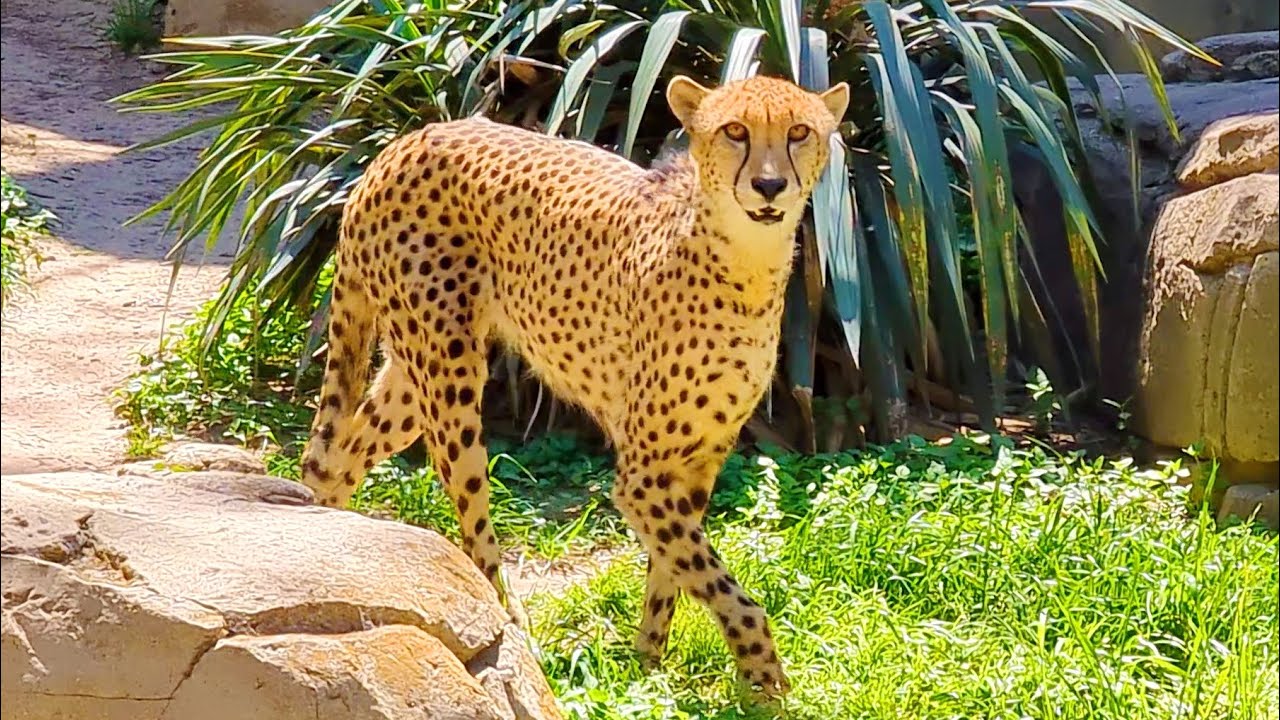 Cheetah grace and beauty in Dallas Zoo, 4K Video. World fastest cat ...
