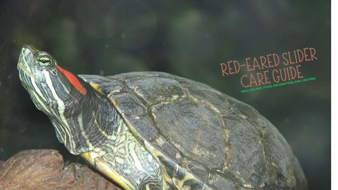 Red Eared Slider Care Guide - YouTube