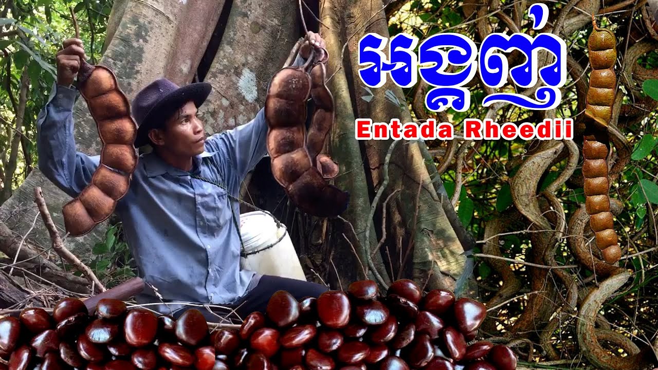 ដើមអង្គញ់ និងដើមឈើធំៗនៅតាមភ្នំដែលនៅសេសសល់/Entada Rheedii/Fabaceae - YouTube